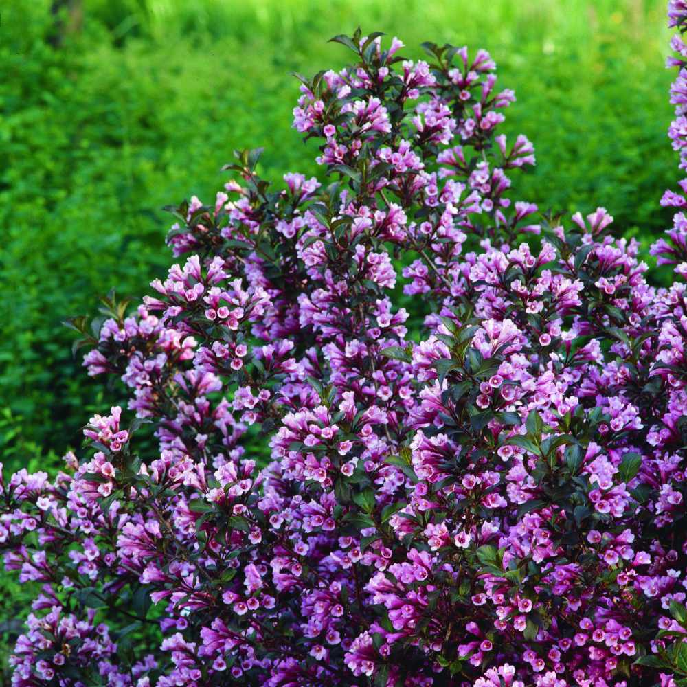 VAJGELA KVETNATÁ - NANA PURPUREA l Kvitnúce kry a dreviny l Plantex
