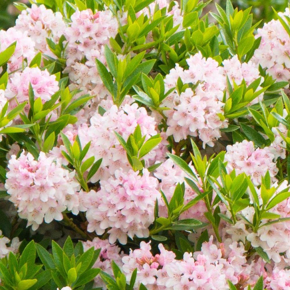 RHODODENDRON DROBNOLISTÝ - NUGGET BY BLOOMBUX l Kvitnúce kry a dreviny ...