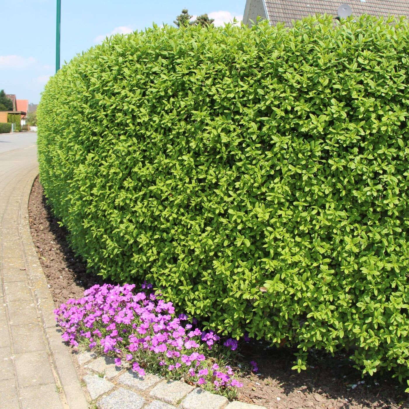 VTÁČÍ ZOB OBYČAJNÝ - ATROVIRENS l Listnaté l Plantex