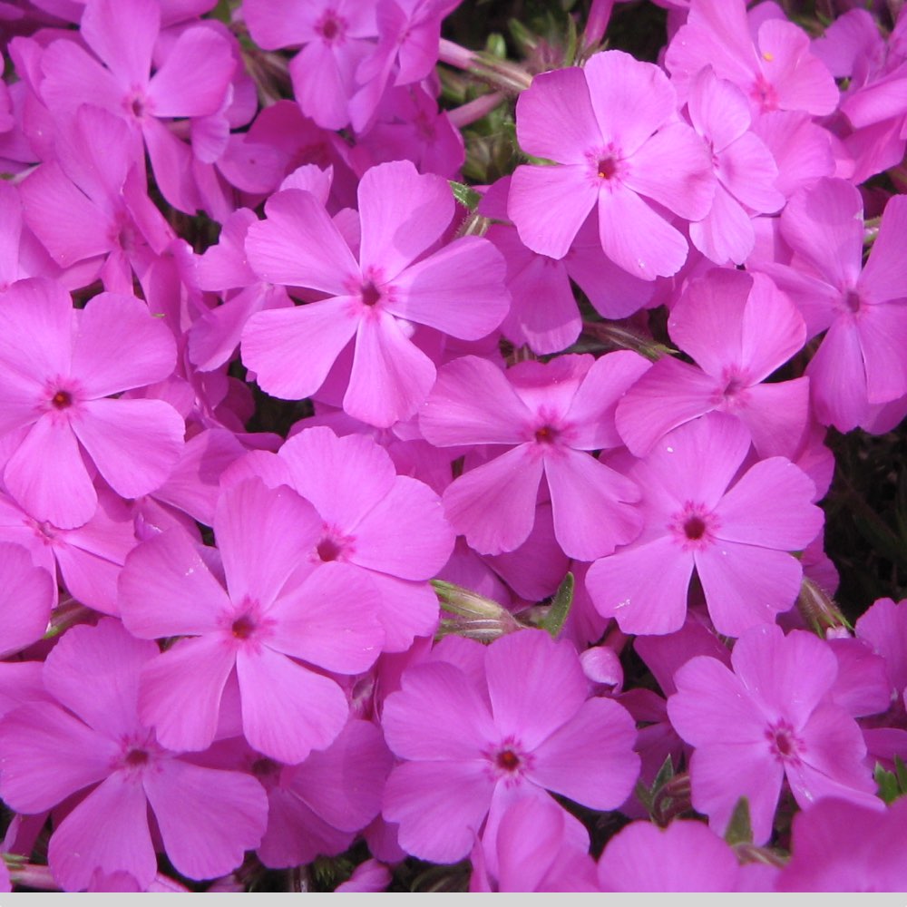 FLOX - MC DANIEL'S CUSHION l OKRASNÉ DREVINY l Plantex