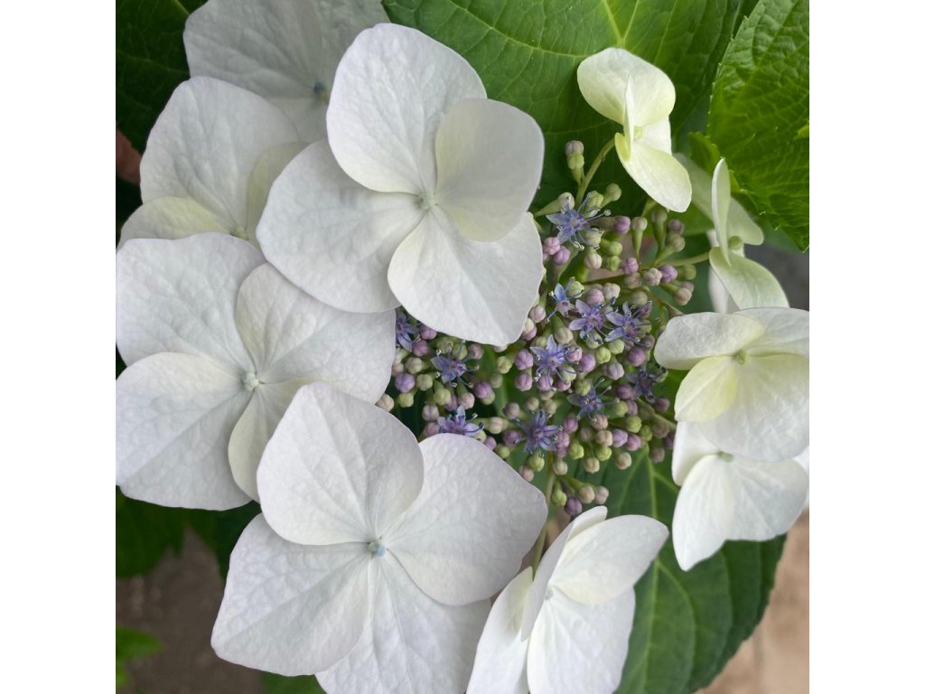 Hydrangea macrophylla 'White Wave' - hortenzie velkolistá - Okrasné ...