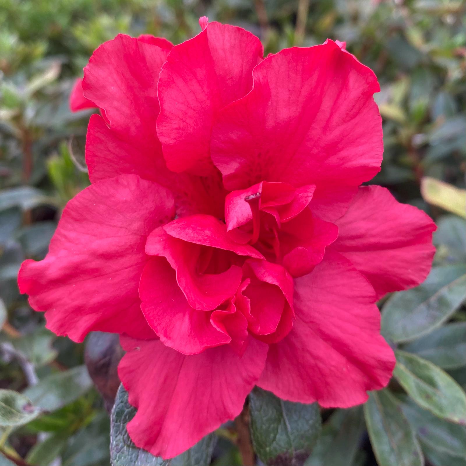 Azalea japonica 'Rani' - azalka skalková - Okrasné dřeviny Ing. Milan Žižka