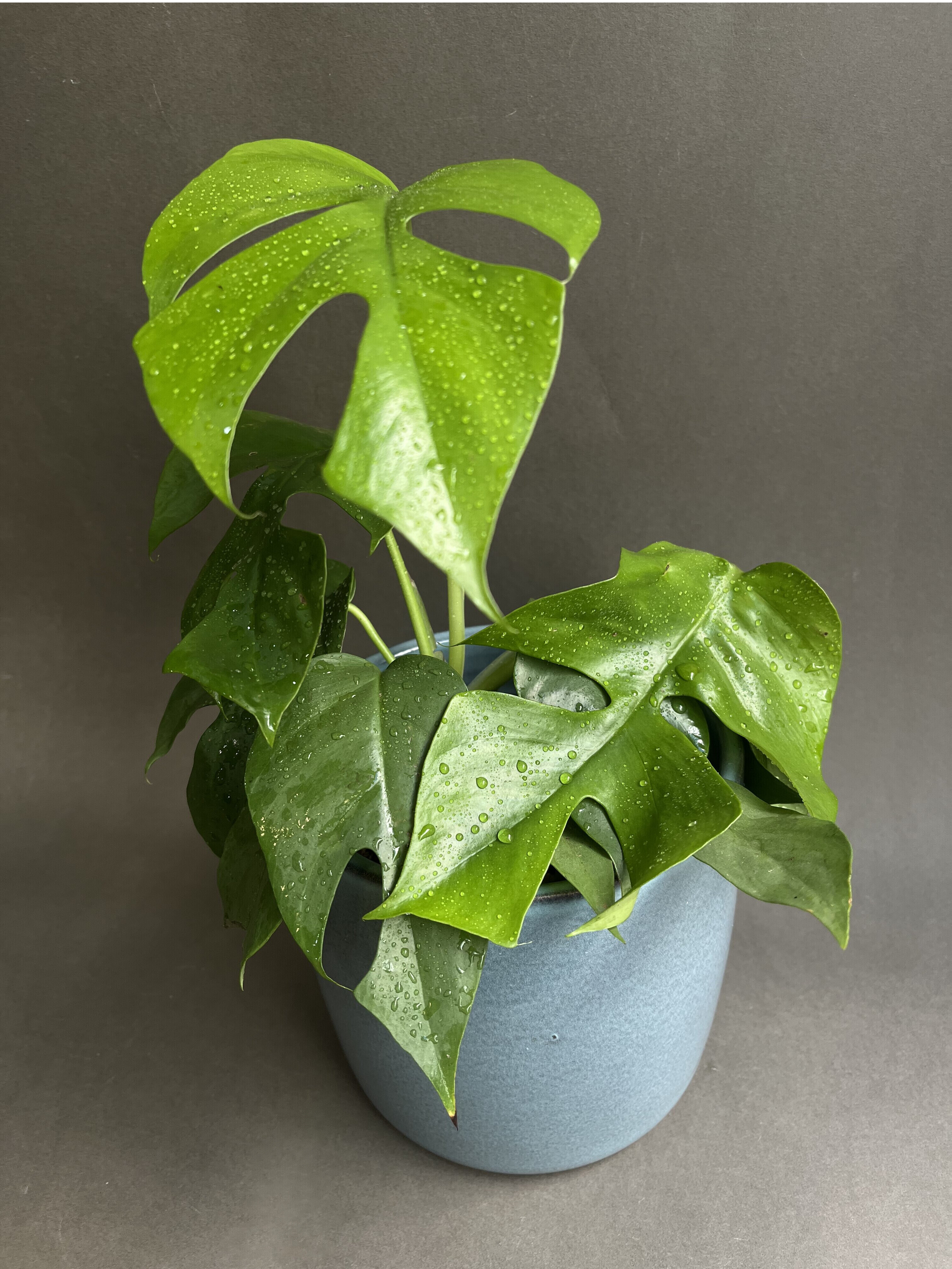 Monstera Minima - Zahrada na niti