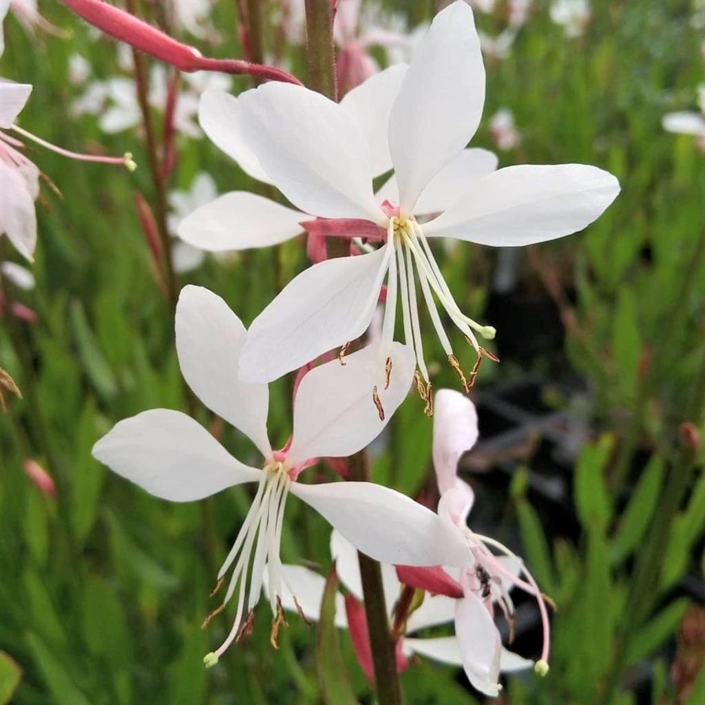 Rostliny - Zahradnictví Arónie, Strana 6