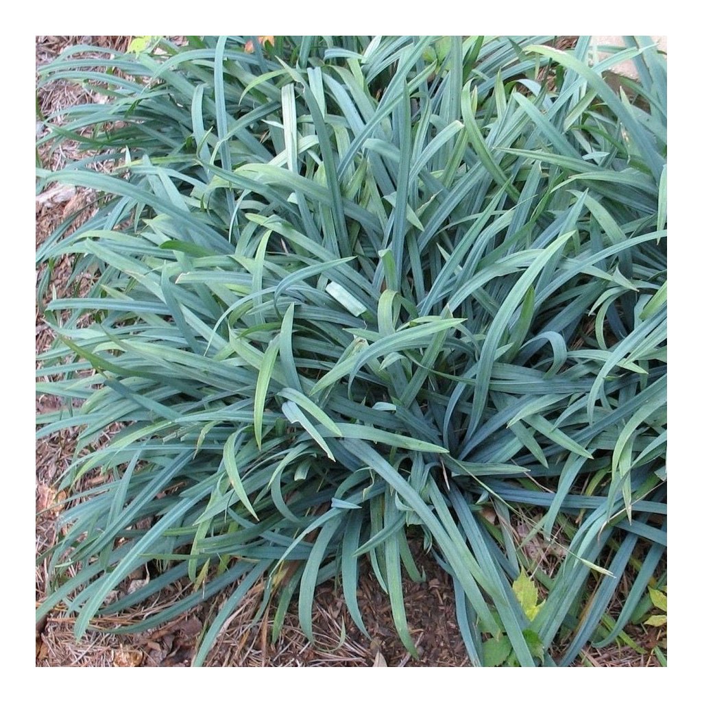 Trvalky a trávy - Zahradnictví Arónie, Strana 2