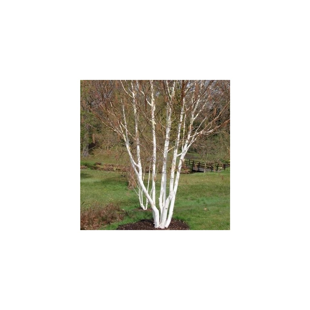 Malé stromy - Zahradnictví Arónie, Strana 3