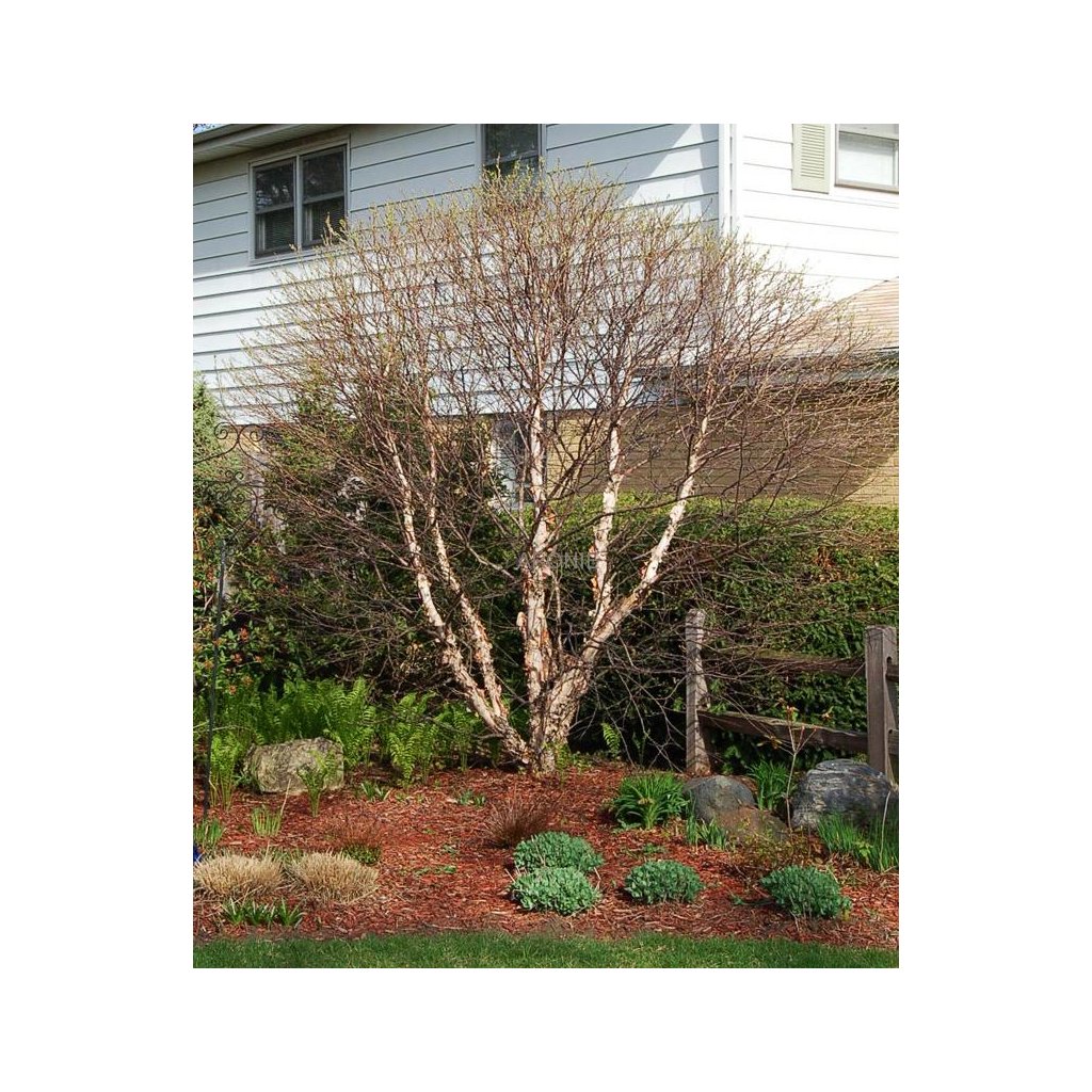 Bříza černá ´Little King´FOX VALLEY Betula nigra - Zahradnictví Arónie