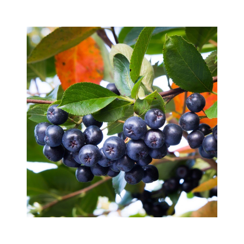 Aronie temnoplodec 'Autumn Magic' - 4 l Aronia melanocarpa ...