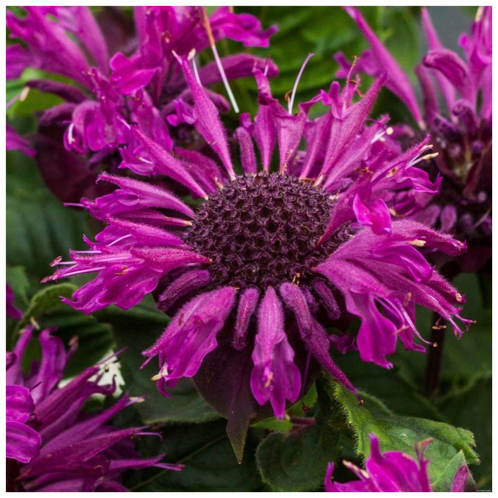 Trvalky - Zahradnictví Arónie