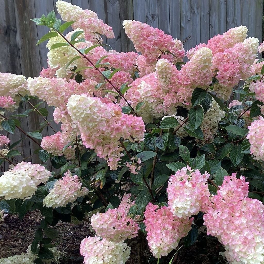 Hortenzie ( Hydrangea ) - Zahradnictví Arónie