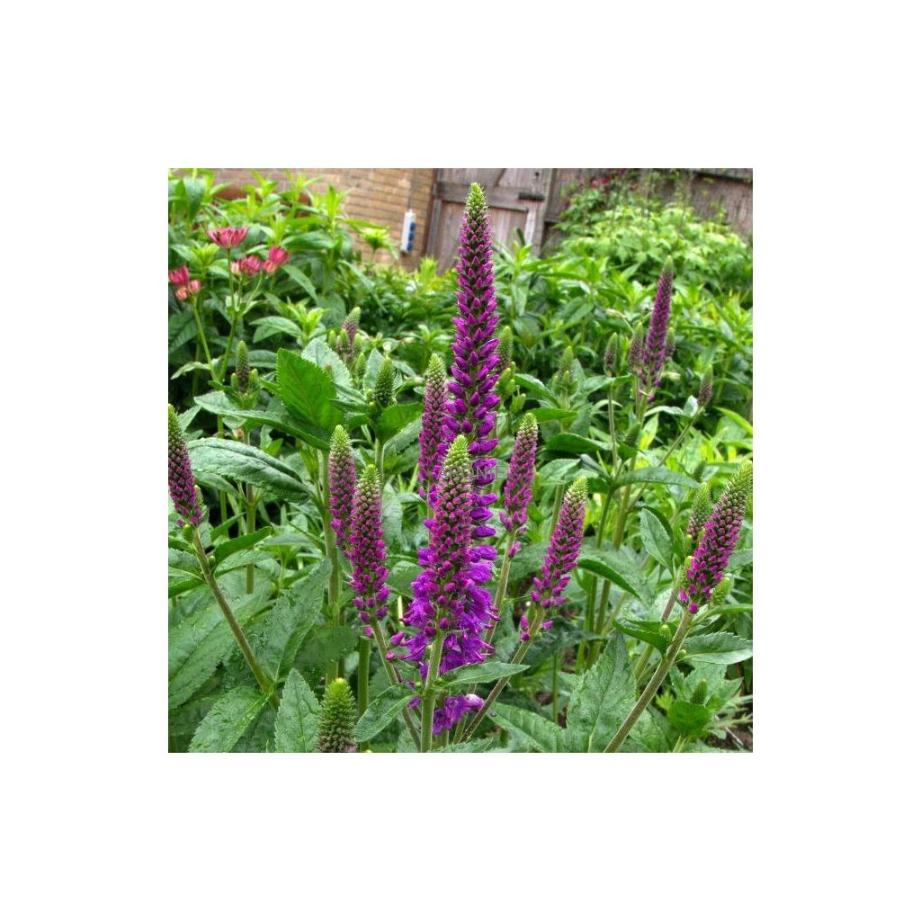 Rozrazil dlouholistý´First Match ®´- 2 l Veronica longifolia ...