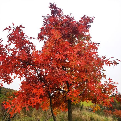 Stromy - Zahradnictví Arónie