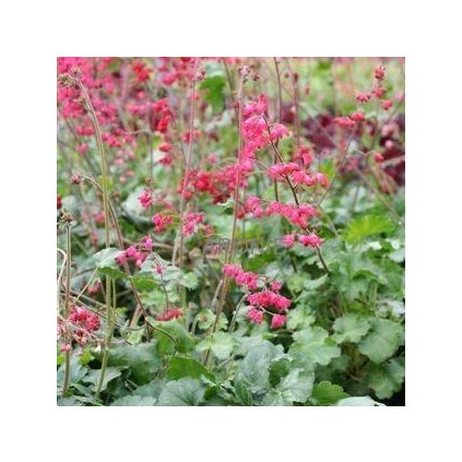 Heuchera Sanguinea Bressingham Hybrids