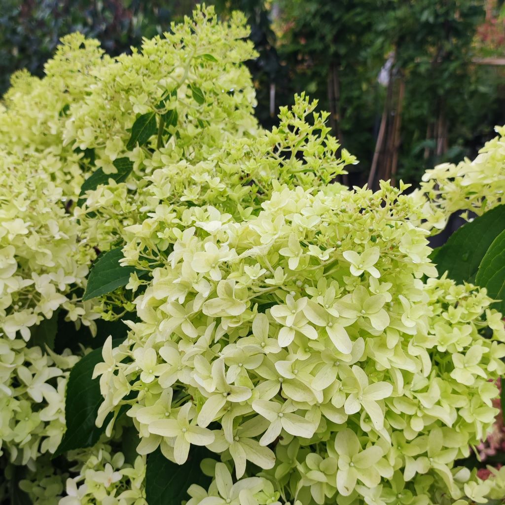 Hortenzie latnatá ´Skyfall ®´ - Hydrangea paniculata ´Skyfall ®´ - 12 l ...