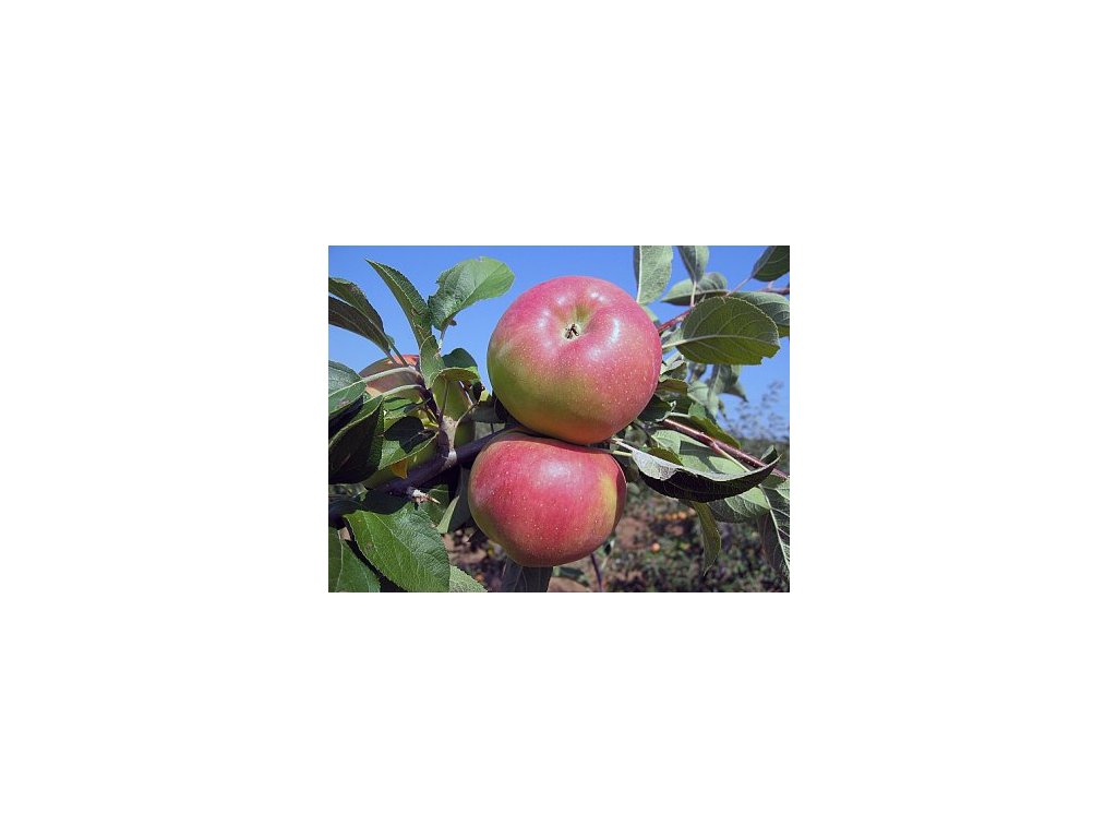 Jabloně | Zahradnictví Fytos