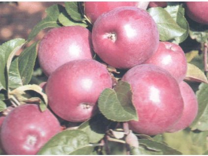 Staré odrůdy jabloní | Zahradnictví Fytos