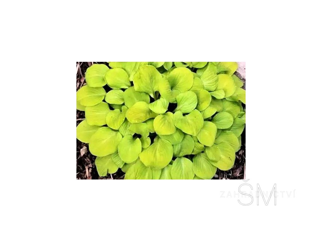 Hosta hybrid 'Sun Mouse' Bohyška 'Sun Mouse' | Školky Montano