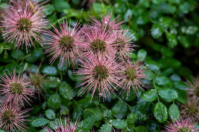 Acaena microphylla Plazilka drobnolistá | Školky Montano