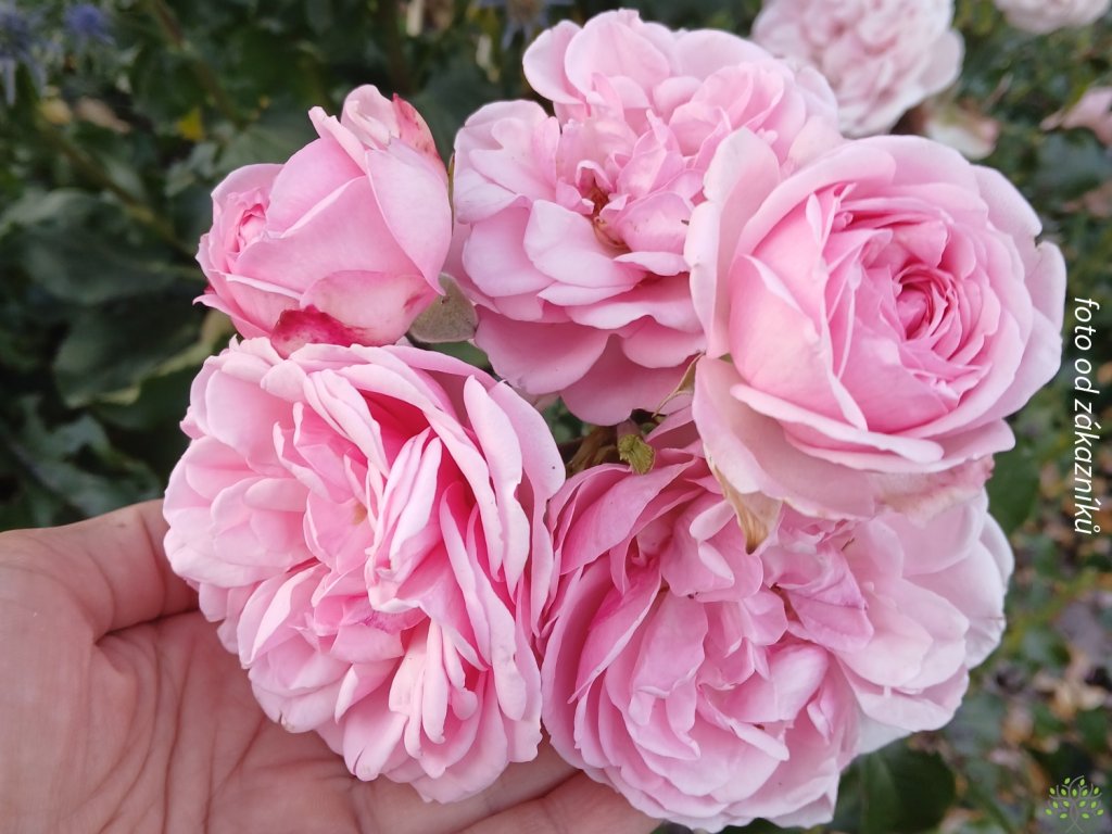 Růže 'Home&Garden®' - Zahradnictví Spomyšl