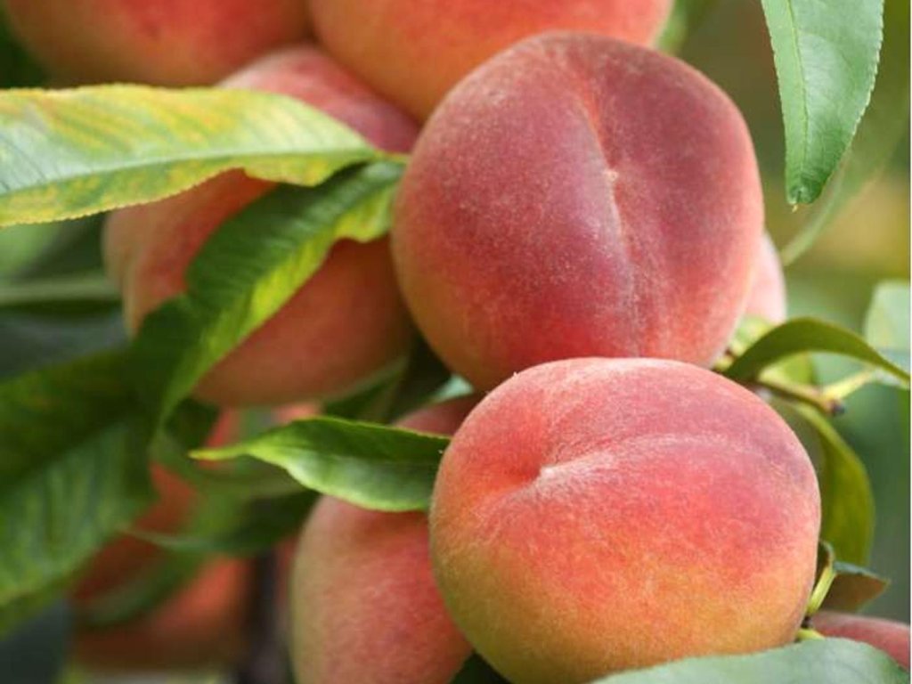 Broskvoň zakrslá ´Mini-Perzik´ - Zahradnictví Spomyšl