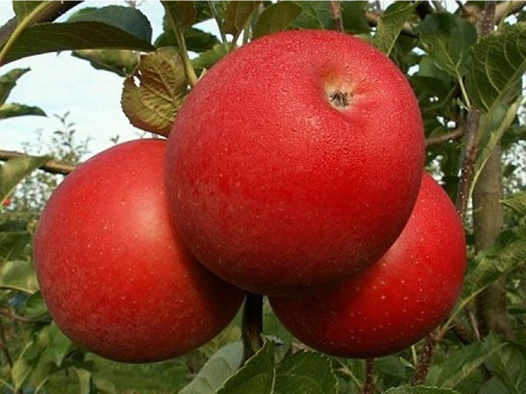 Jabloň ´Bohemia´ - Zahradnictví Spomyšl