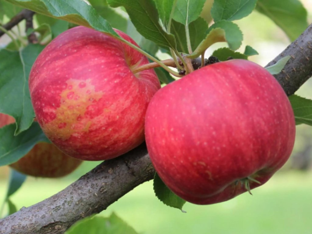 Jabloň ´Royal Gala´ - Zahradnictví Spomyšl