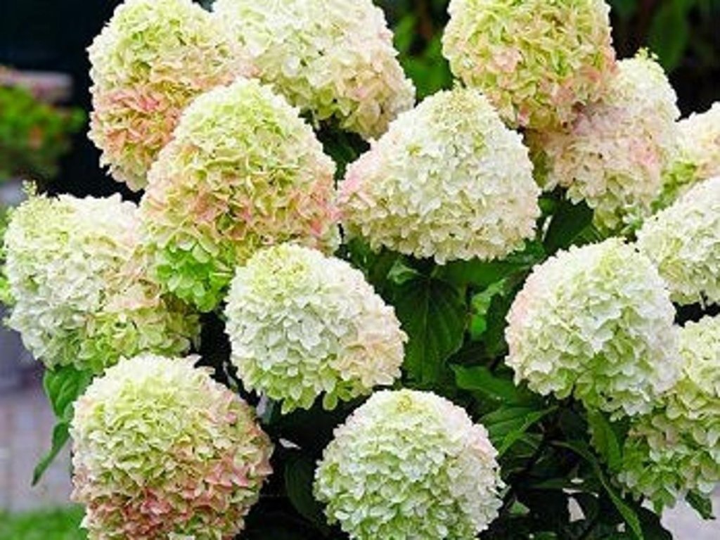Hortenzie latnatá ´Little Fresco´ - Zahradnictví Spomyšl