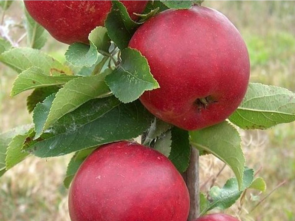 Jabloň ´Rajka´ - kontejner - Zahradnictví Spomyšl