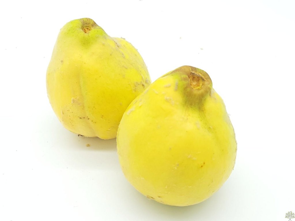 Kdouloň ´Darunok Onuku´ - Zahradnictví Spomyšl