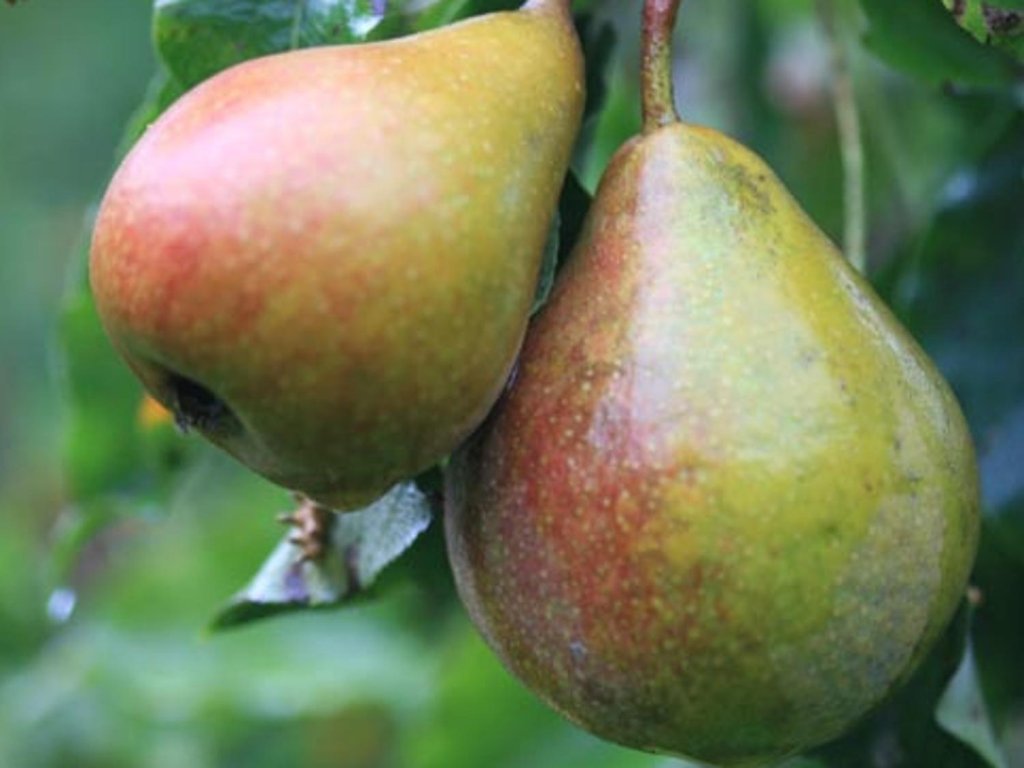 Hrušeň ´Gieser Wildeman´ - Zahradnictví Spomyšl