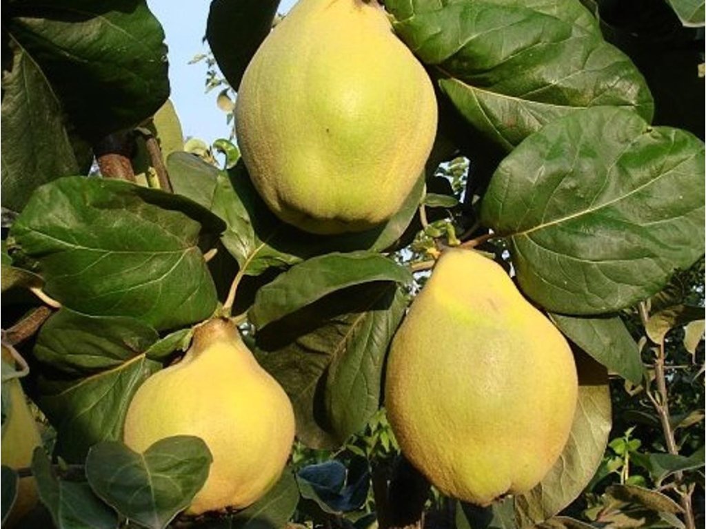 Kdouloň ´Vranja´ - kontejner - Zahradnictví Spomyšl