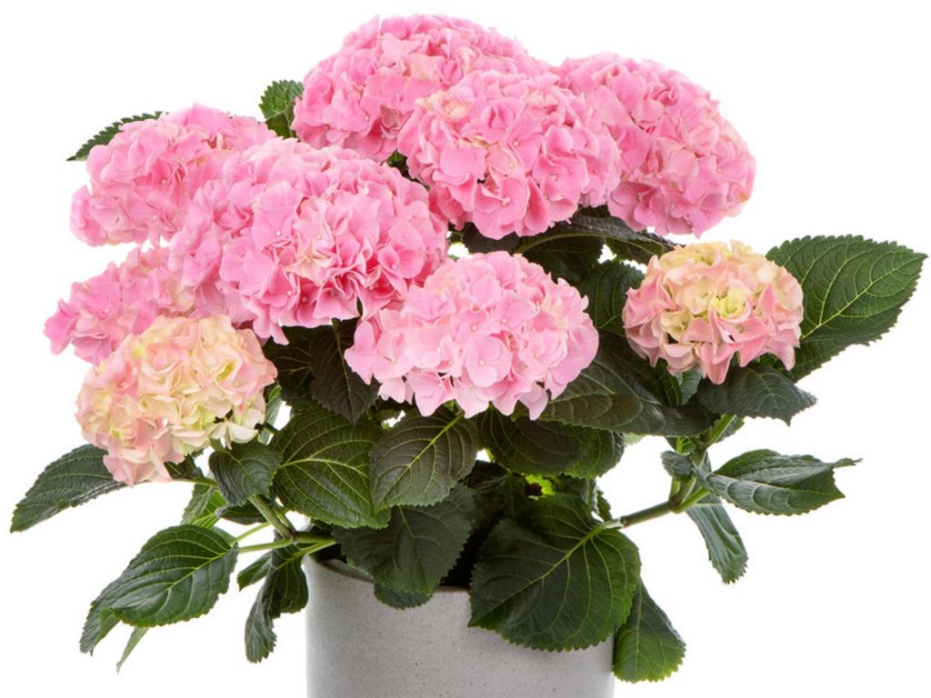 Hortenzie velkolistá ´HI Mountain´ - Zahradnictví Spomyšl