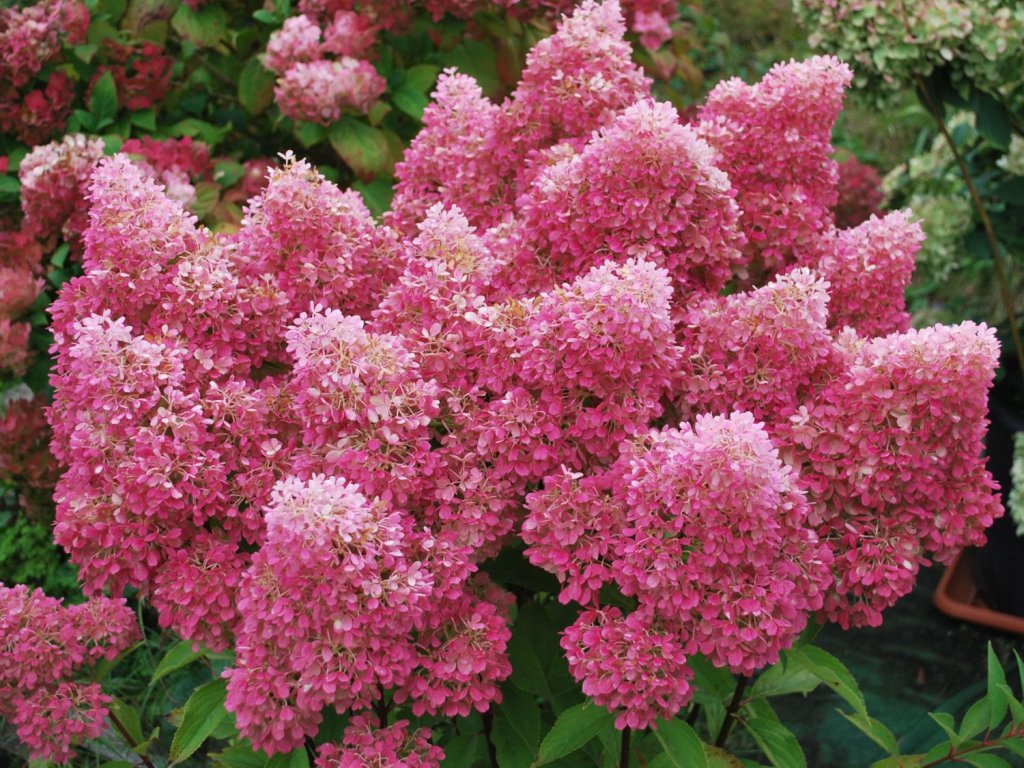 Hortenzie latnatá ´Petite Flori´ - Zahradnictví Spomyšl