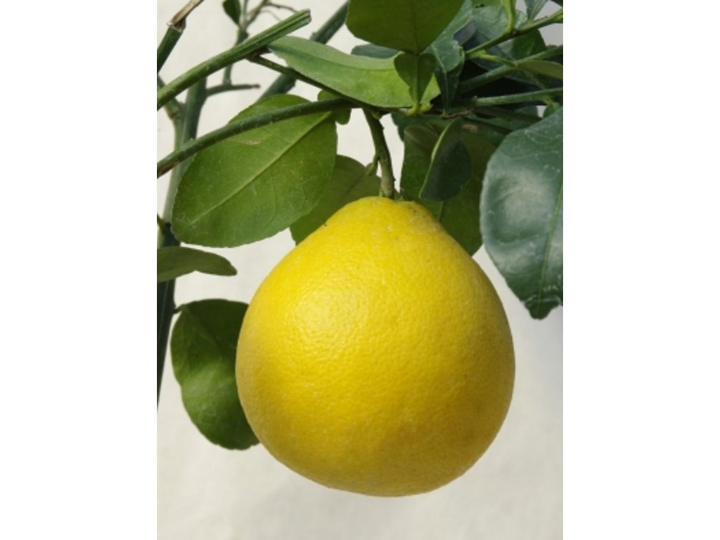 Grep ´Red Blush´ - Zahradnictví Spomyšl