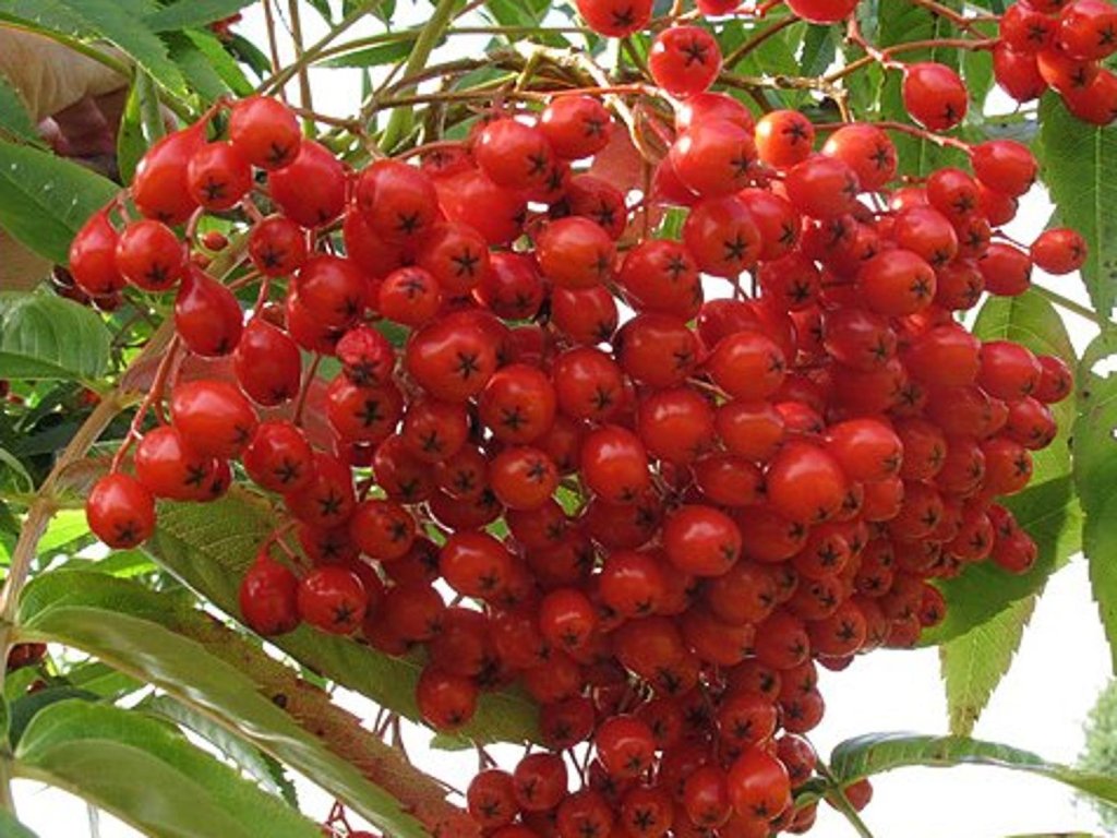 Jeřáb ´Dodong´ - kontejner - Zahradnictví Spomyšl