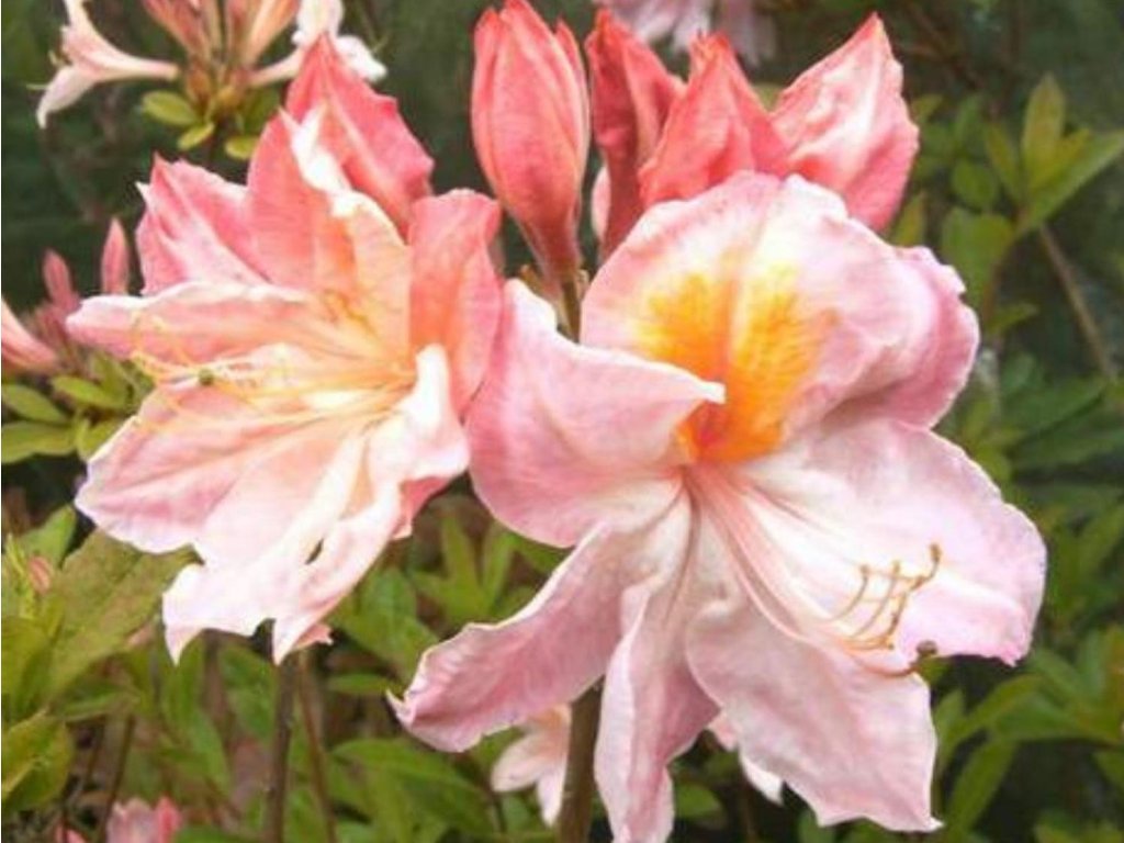 Azalka ´Chanel´ - Zahradnictví Spomyšl