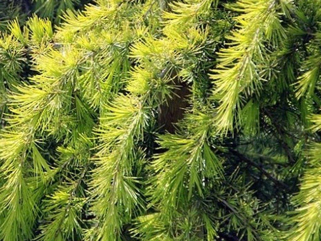 Cedr himalájský ´Golden Horizon´ - Zahradnictví Spomyšl