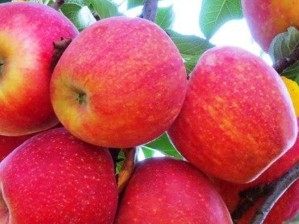 Jabloň ´Gala Must´ - Zahradnictví Spomyšl