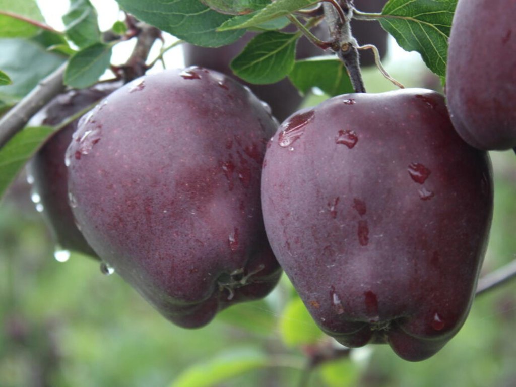 Jabloň ´Red Delicious Redcup´ - Zahradnictví Spomyšl