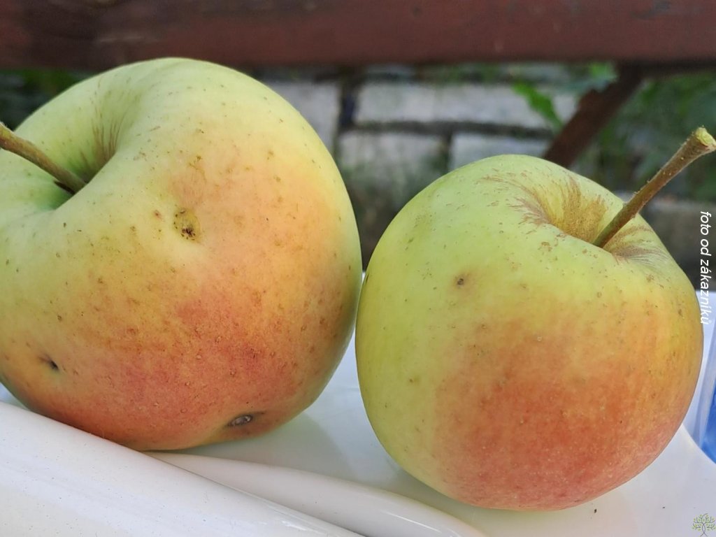 Jabloň ´Golden Delicious´ - Zahradnictví Spomyšl