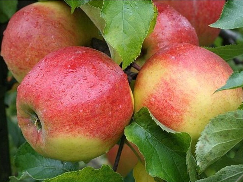 Jabloň ´Jonagold´ - Zahradnictví Spomyšl