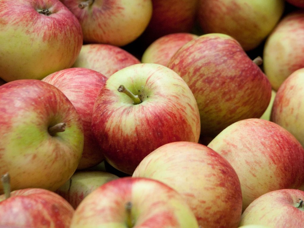 Jabloň ´Lord Lambourne´ - Zahradnictví Spomyšl