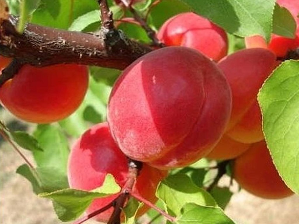 Meruňka ´Big Red´ - Zahradnictví Spomyšl