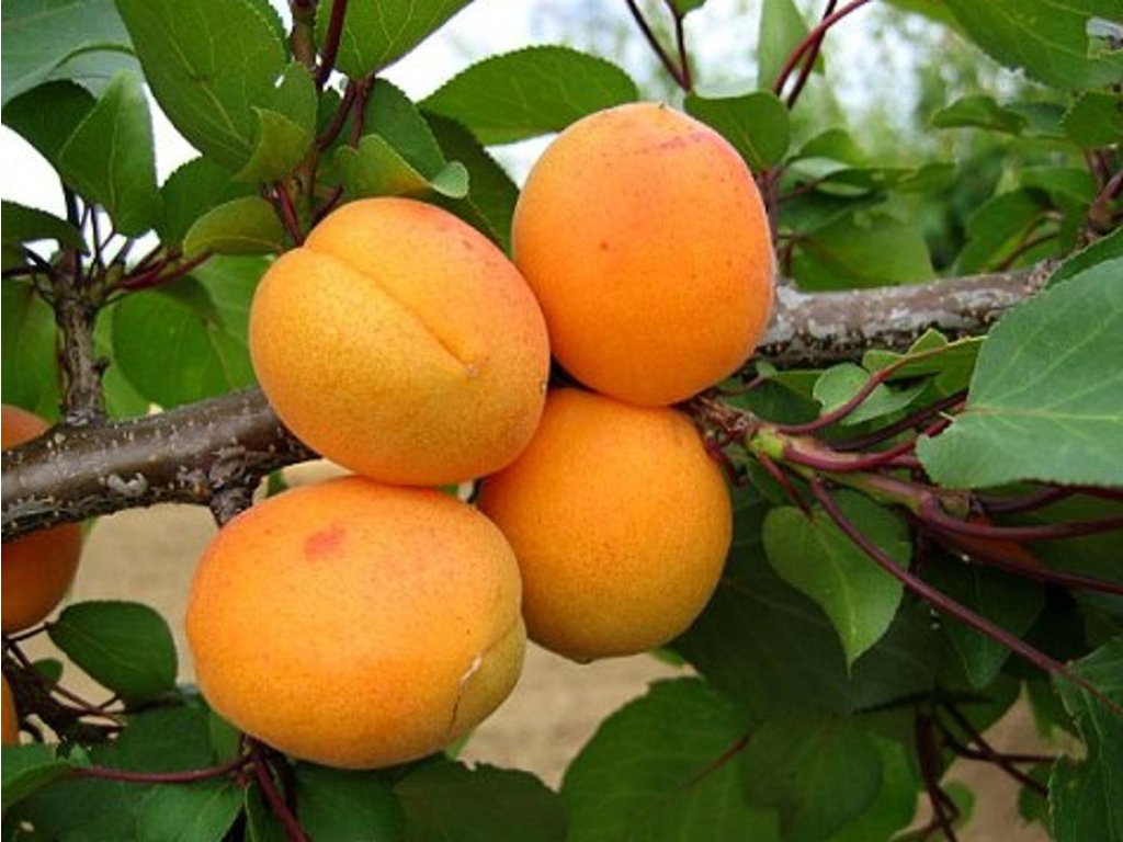 Meruňka ´Leala´ - Zahradnictví Spomyšl