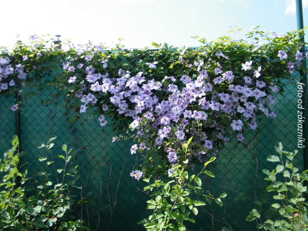 Plamének ´Skyfall´ - Zahradnictví Spomyšl