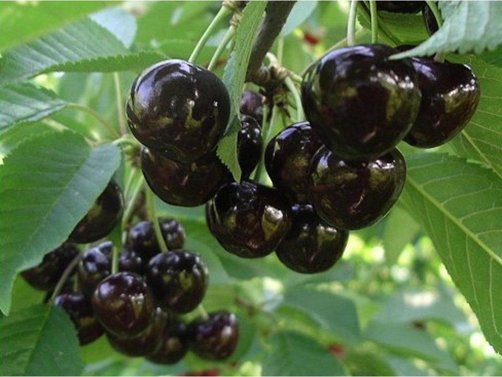 Třešeň ´Narana®´ - Zahradnictví Spomyšl