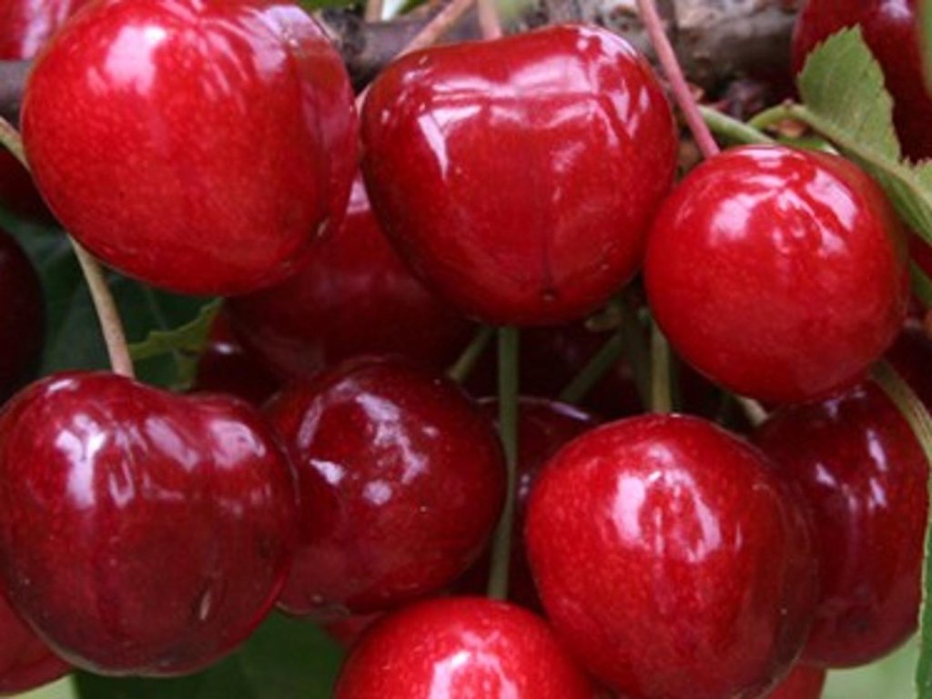 Třešeň ´Staccato´ - Zahradnictví Spomyšl