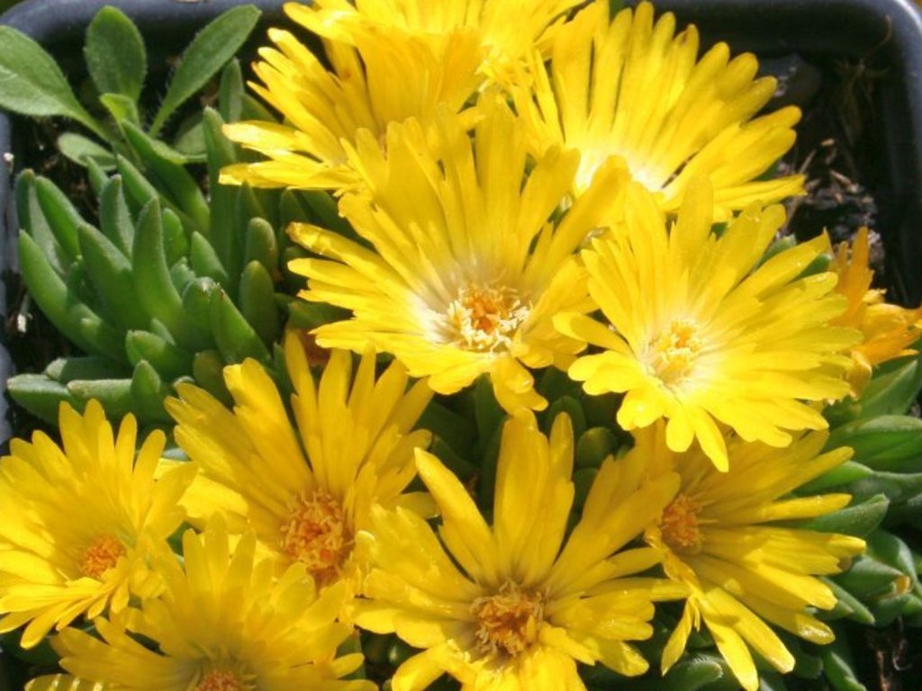 Kosmatec ´Thabana´ - Delosperma basuticum ´Thabana´ - Zahradnictví Spomyšl