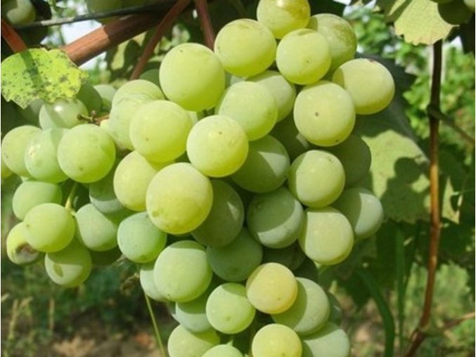 Réva vinná 'Ananasnyj' - Zahradnictvi Spomyšl