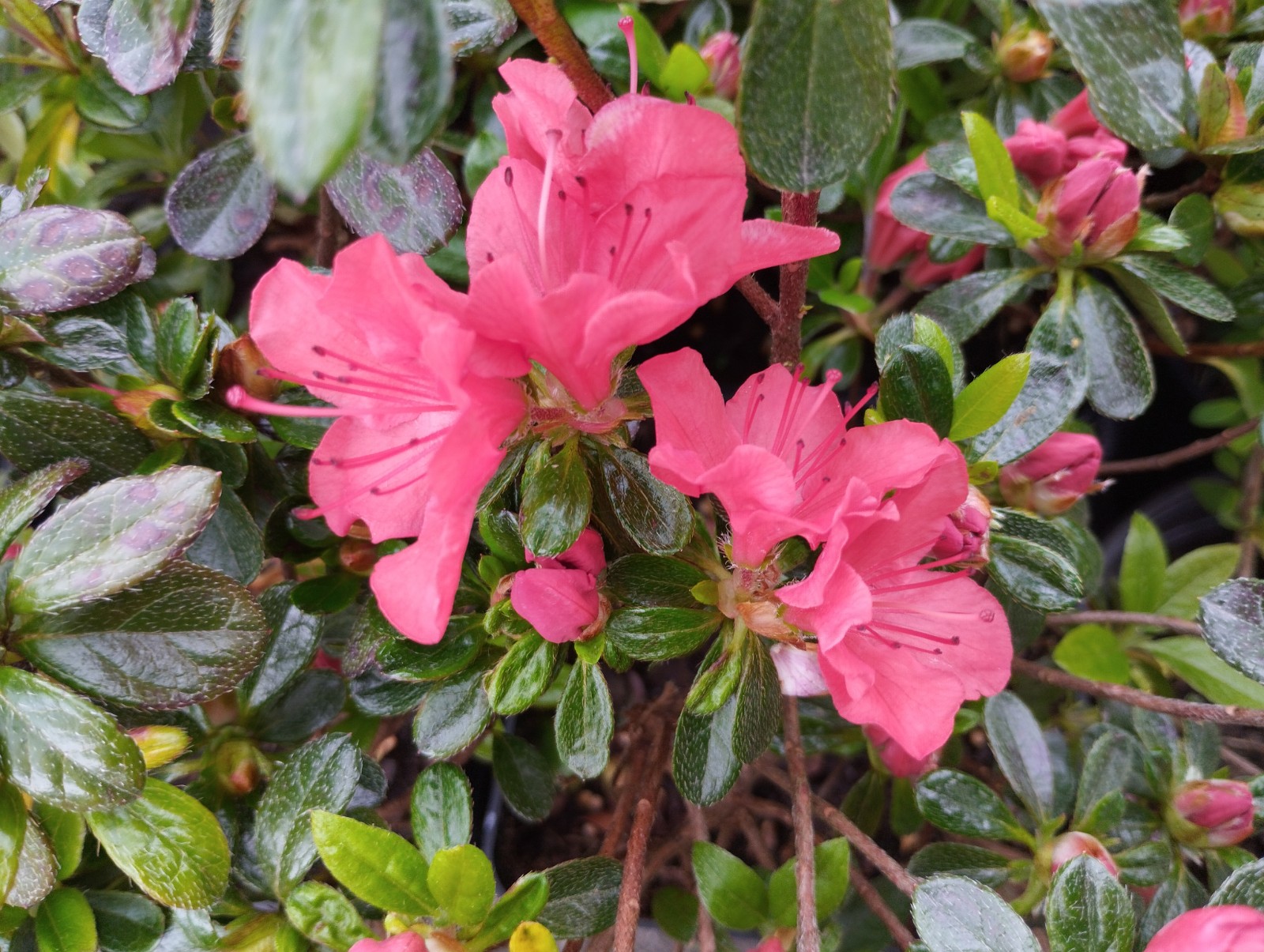 Azalka japonská | 'Geisha Orange' | Zahradnictvikubelkovi.cz